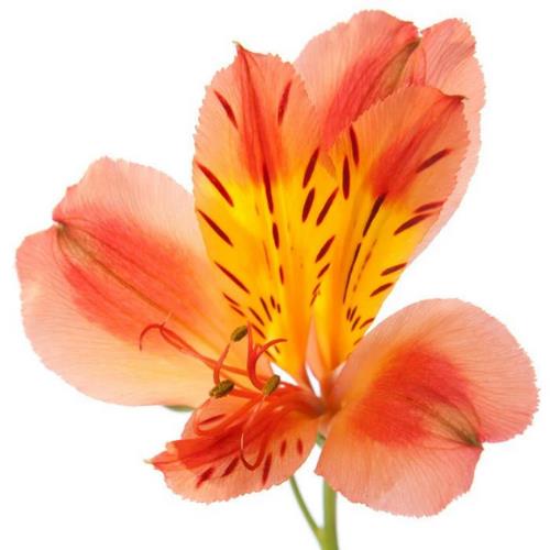 Alstroemeria/Inca Lily – Orange – Petals.Africa