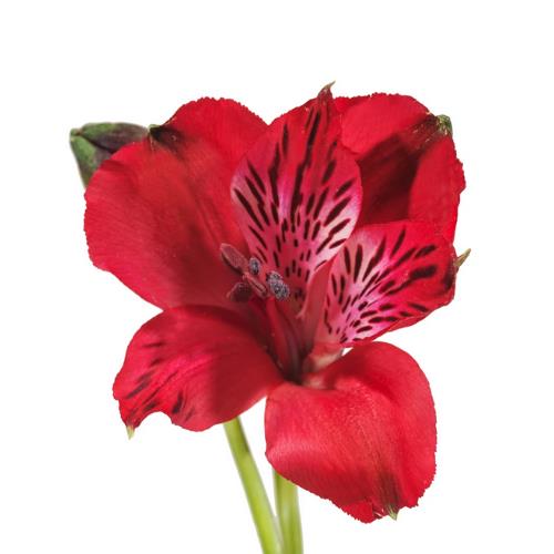Alstroemeria/Inca Lily – Red – Petals.Africa