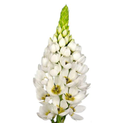 Chinks – Petals.Africa