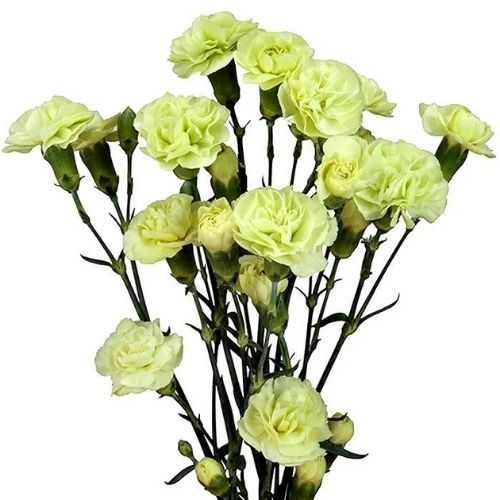 Carnation – Mini Spray – Green – Petals.Africa