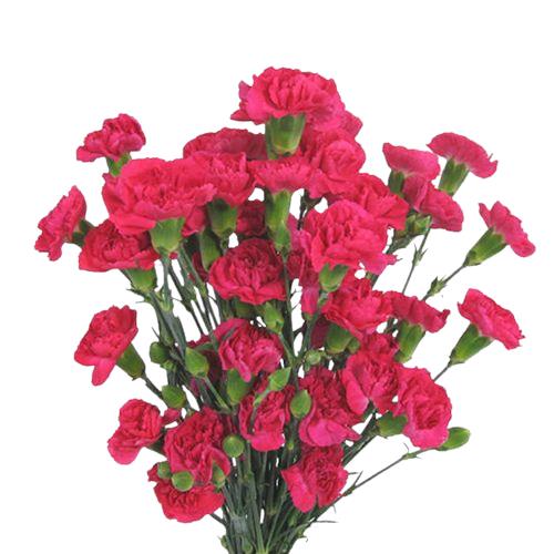Carnation – Mini Spray – Cerise – Petals.Africa