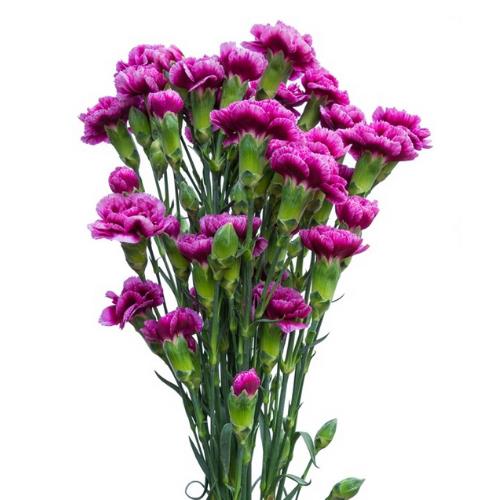 Carnation – Mini Spray – Purple – Petals.Africa
