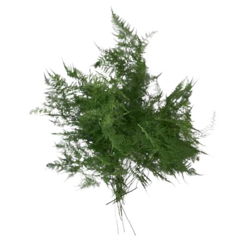 Asparagus Fern/Plumosis – Petals.Africa