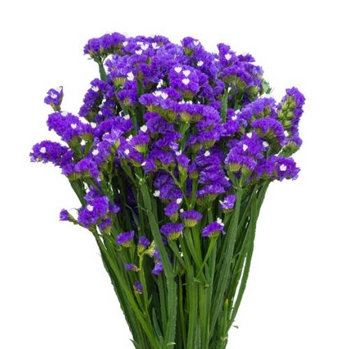Statice – Purple – Petals.Africa