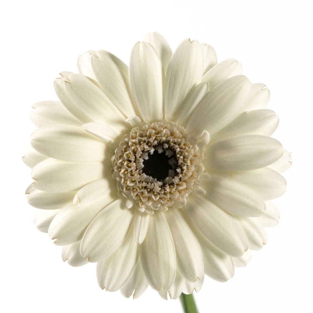 Gerbera Daisy – White – Petals.Africa