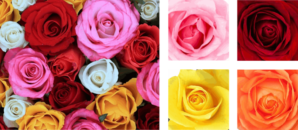 Mixed Roses – Petals.Africa